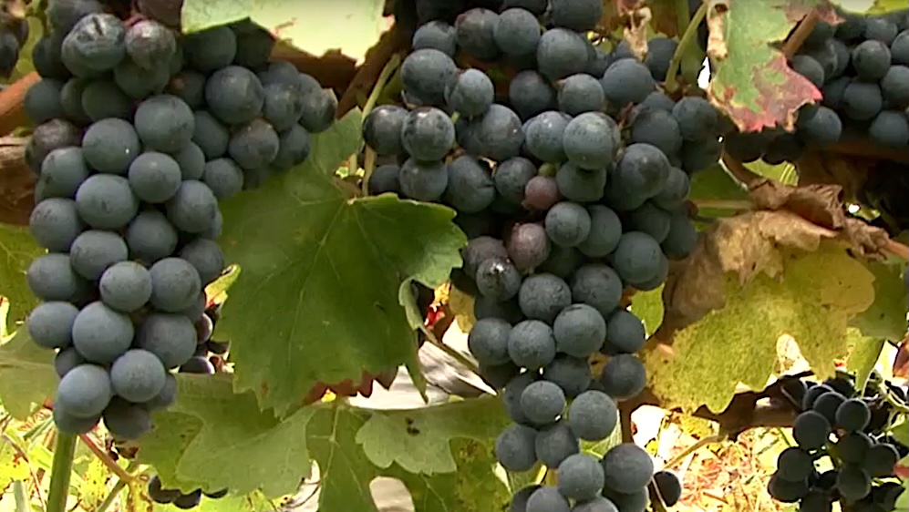 Dans le rétro : 2015, les vendanges au Domaine du Sabarthès